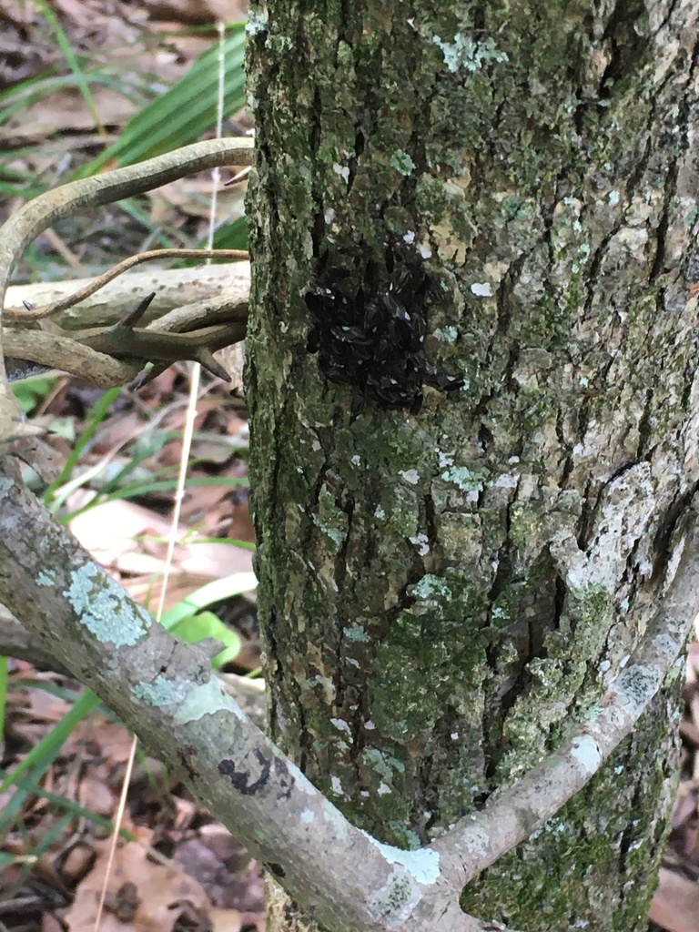 Tree Cattle from Pasadena, TX, US on May 28, 2022 at 11:38 AM by Meade ...