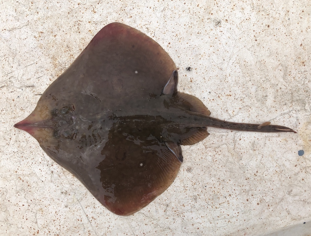 California Skate (Caliraja inornata) - Marine Life Identification