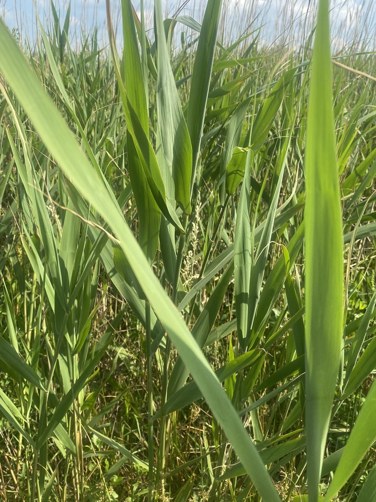 European reed from Back Bay National Wildlife Refuge, Virginia Beach ...