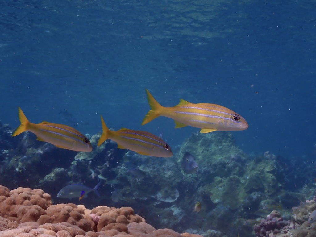 Mimic Goatfish (Mulloidichthys mimicus) - Marine Life Identification
