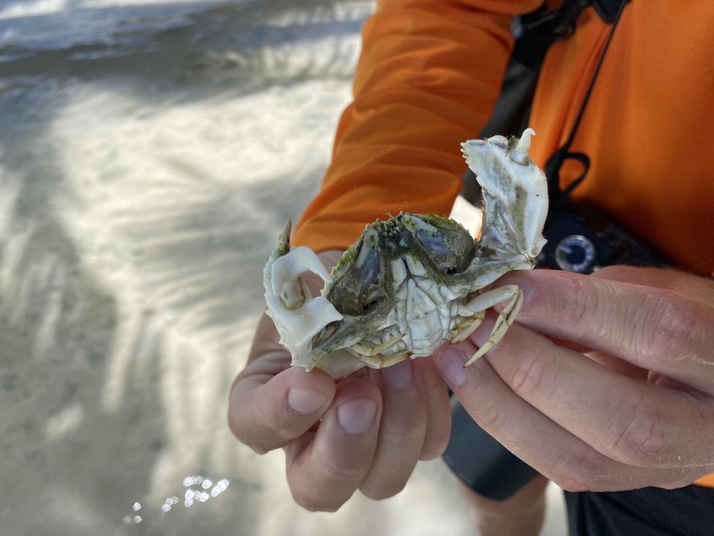 Common Box Crab from Palmyra, Palmyra Atoll National Wildlife Refuge ...