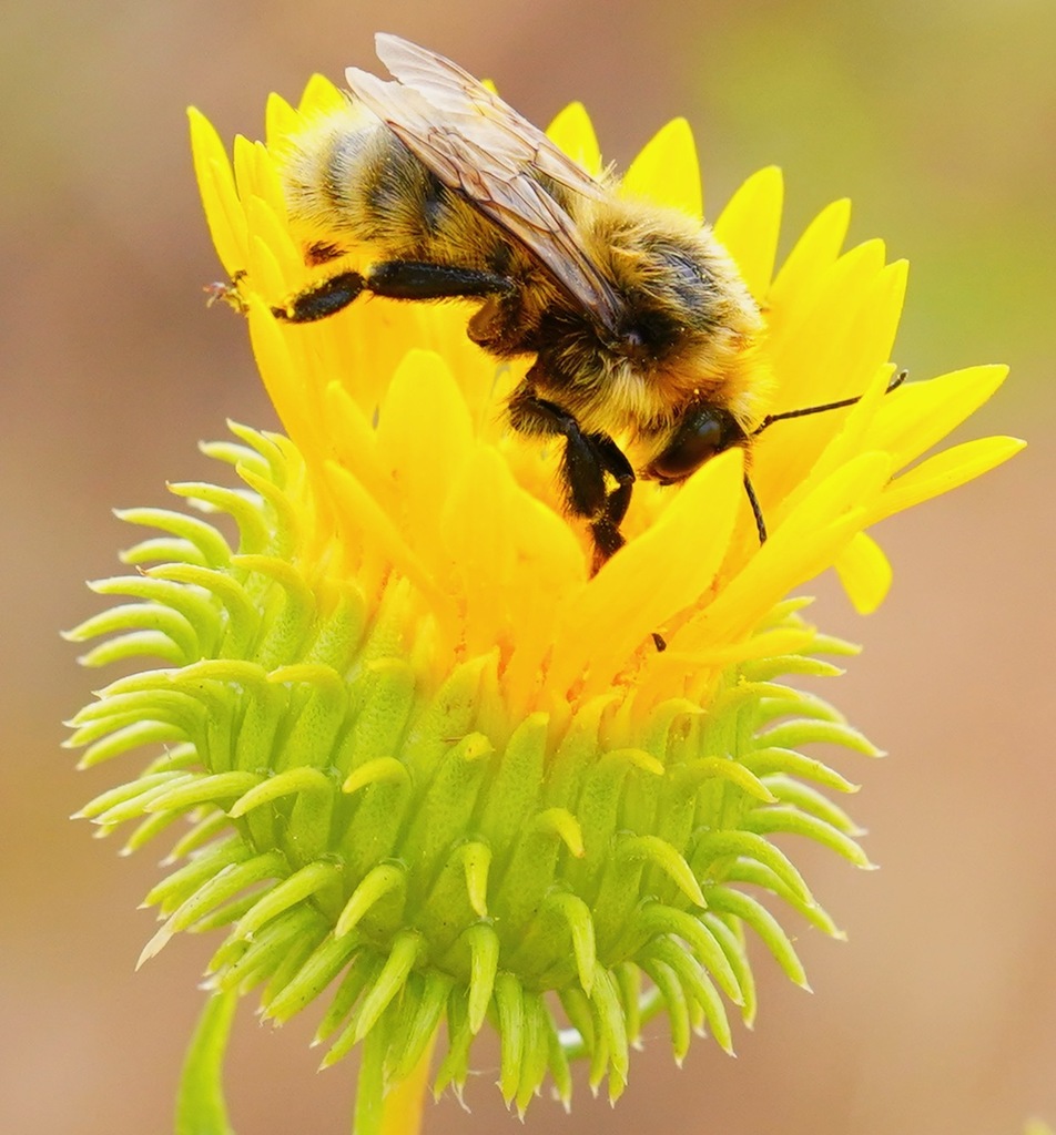 Red-belted Bumble Bee from Pinole, CA, USA on May 28, 2022 at 04:52 PM ...