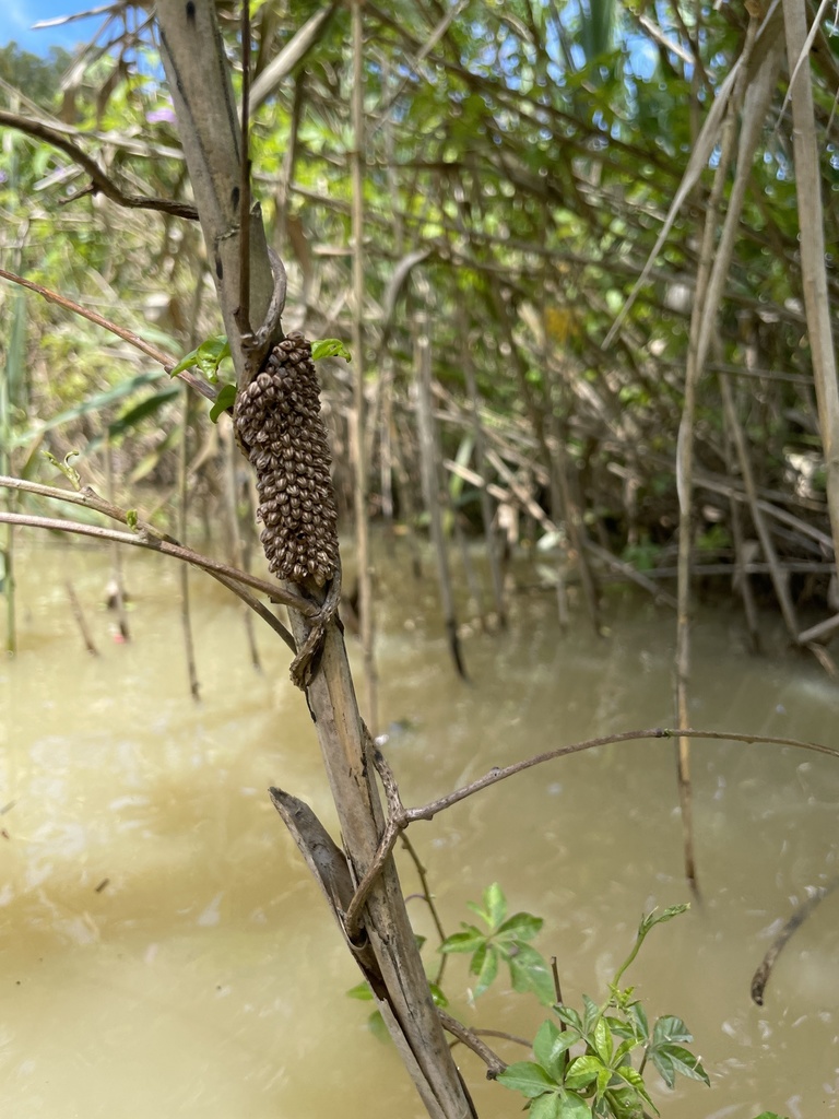 Asian Giant Water Bug from 通霄鎮, TW on May 29, 2022 at 10:21 AM by ...