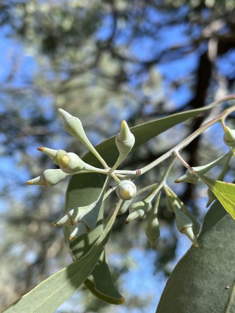 (Eucalyptus nubilis) - Botanical Realm