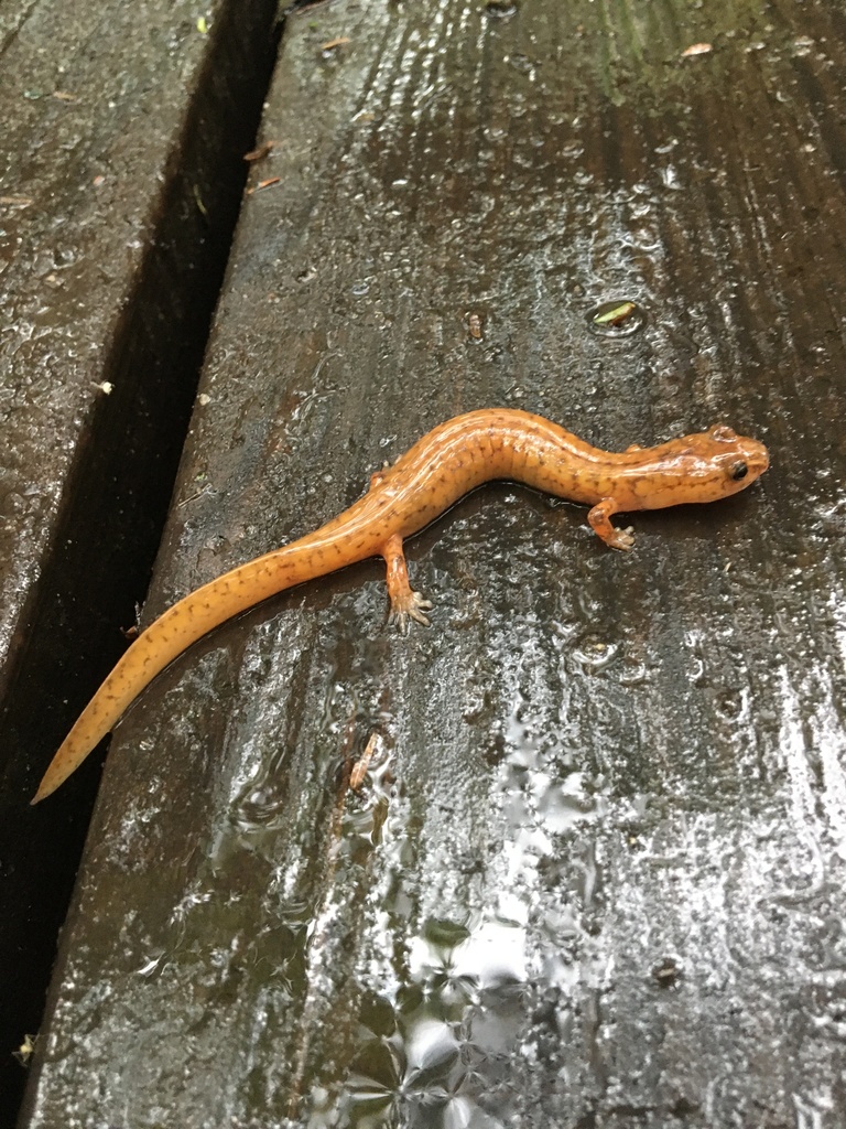 Northern Spring Salamander in May 2022 by Alex Karasoulos. Wachusett ...