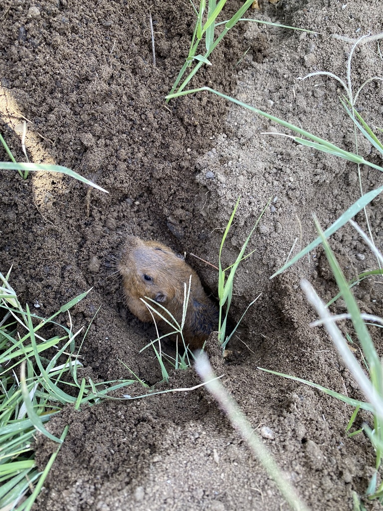 Botta's Pocket Gopher from La Paz, BCS, MX on May 26, 2021 at 11:28 AM ...