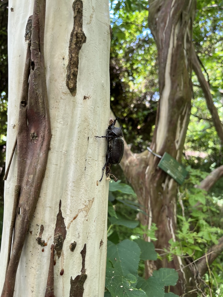 Trypoxylus dichotomus tsunobosonis from 賞鳥步道, TW on May 29, 2022 at 11: ...