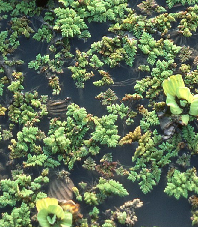 Azolla pinnata africana from Mpika, Zambia on August 10, 1983 at 03:26 ...