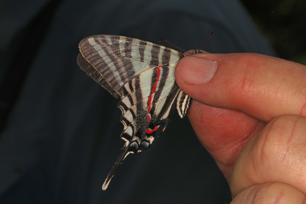 Zebra Swallowtail from 230 Bald Eagle Dr, Laurel, MD 20724, USA on May ...