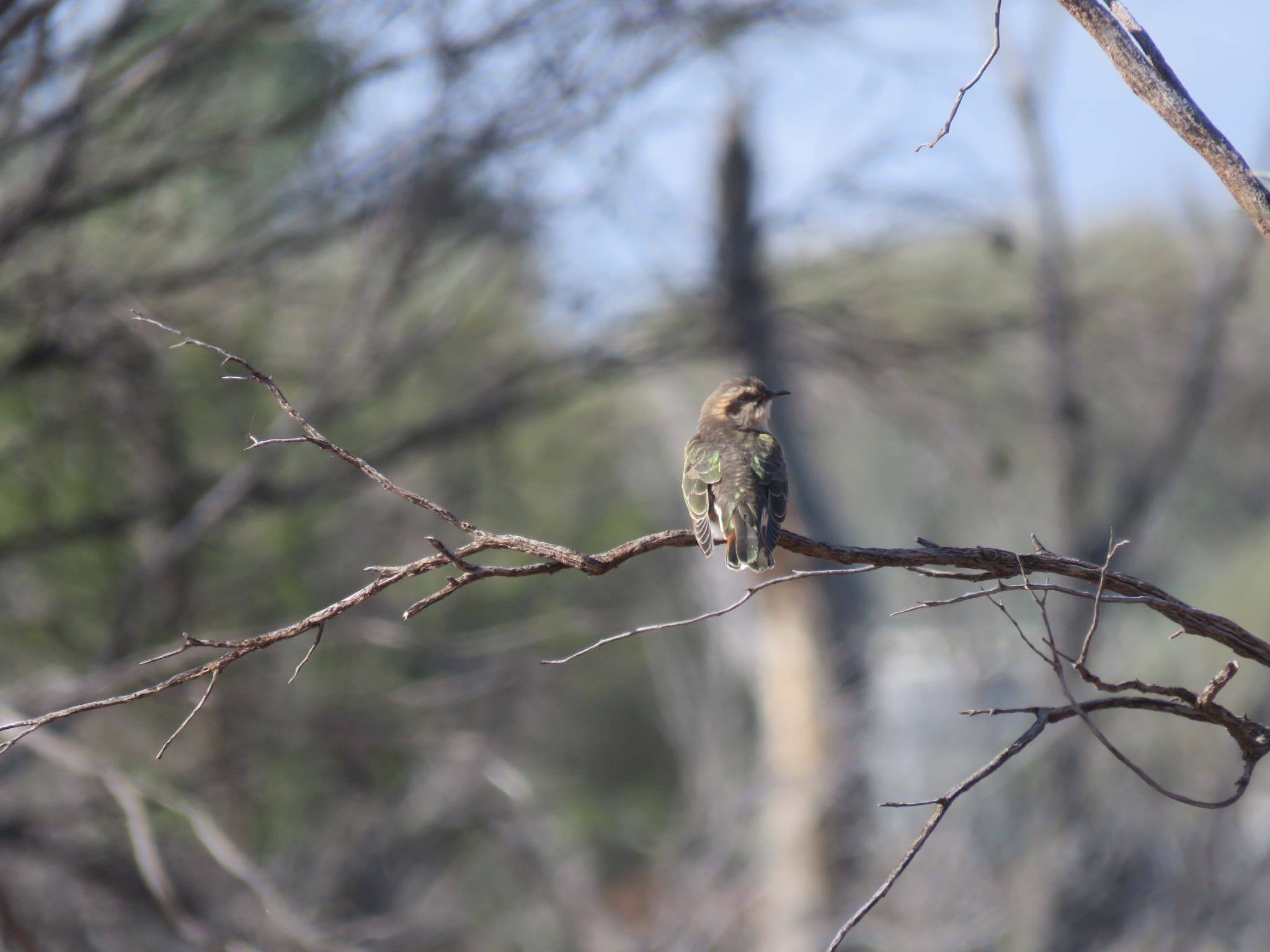Chrysococcyx basalis (Horsfield, 1821)