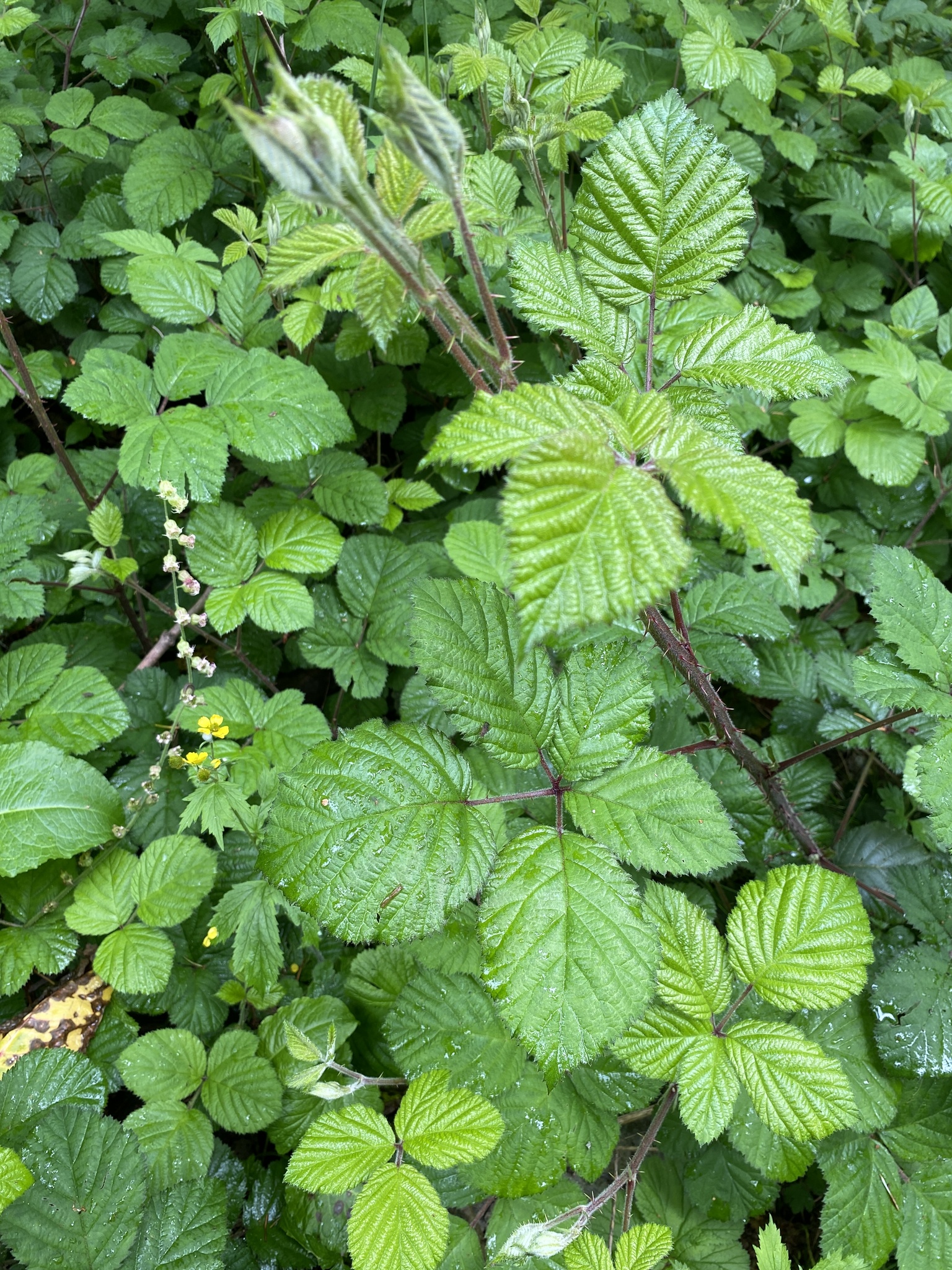 Rubus vestitus Weihe & Nees