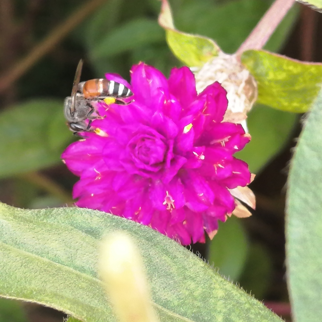 Red Dwarf Honey Bee from Serangoon, Singapore on May 29, 2022 at 09:18 ...