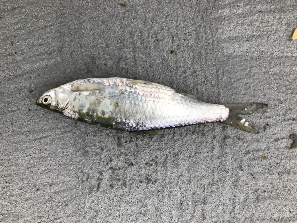 Sharpbelly from Hubei, CN on May 14, 2017 at 09:25 PM by TAMUC-fish ...