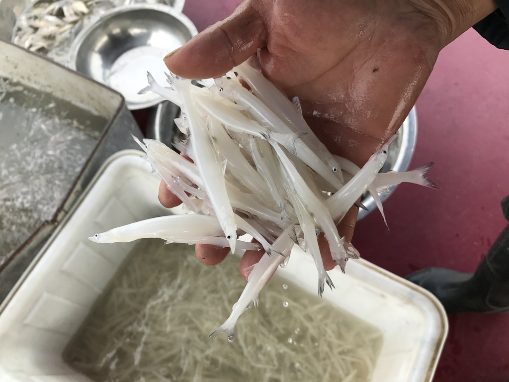 (Protosalanx chinensis) - Marine Life Identification