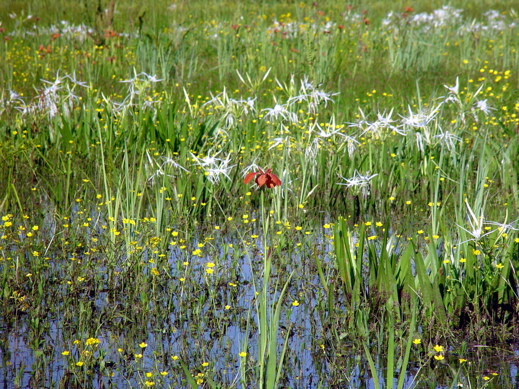 Southern Swamp Crinum from Geismar, LA on April 13, 2002 by Jonathan ...