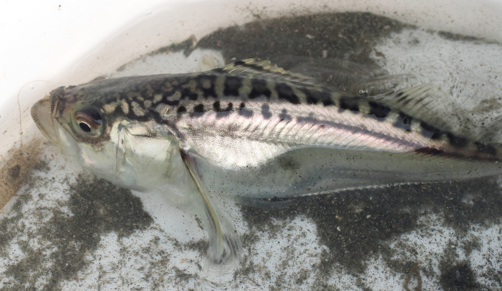 Trichodon trichodon (Tilesius, 1813)