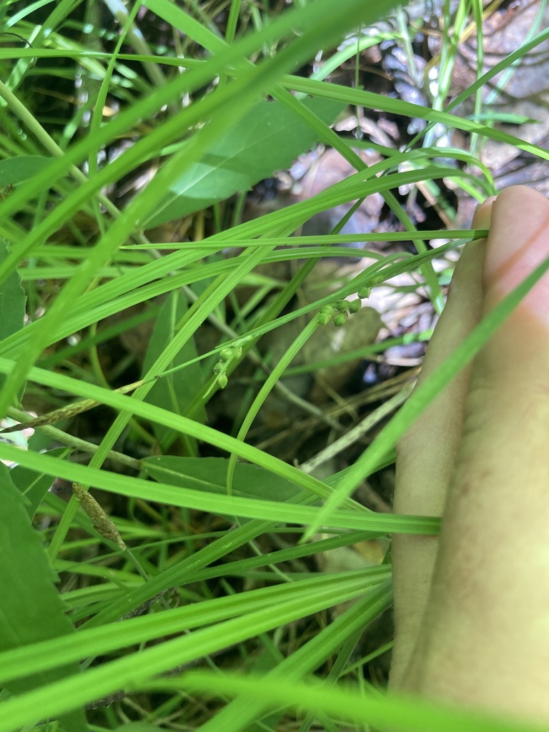 pretty sedge from MO, US on May 28, 2022 at 11:33 AM by Lauren Flesher ...