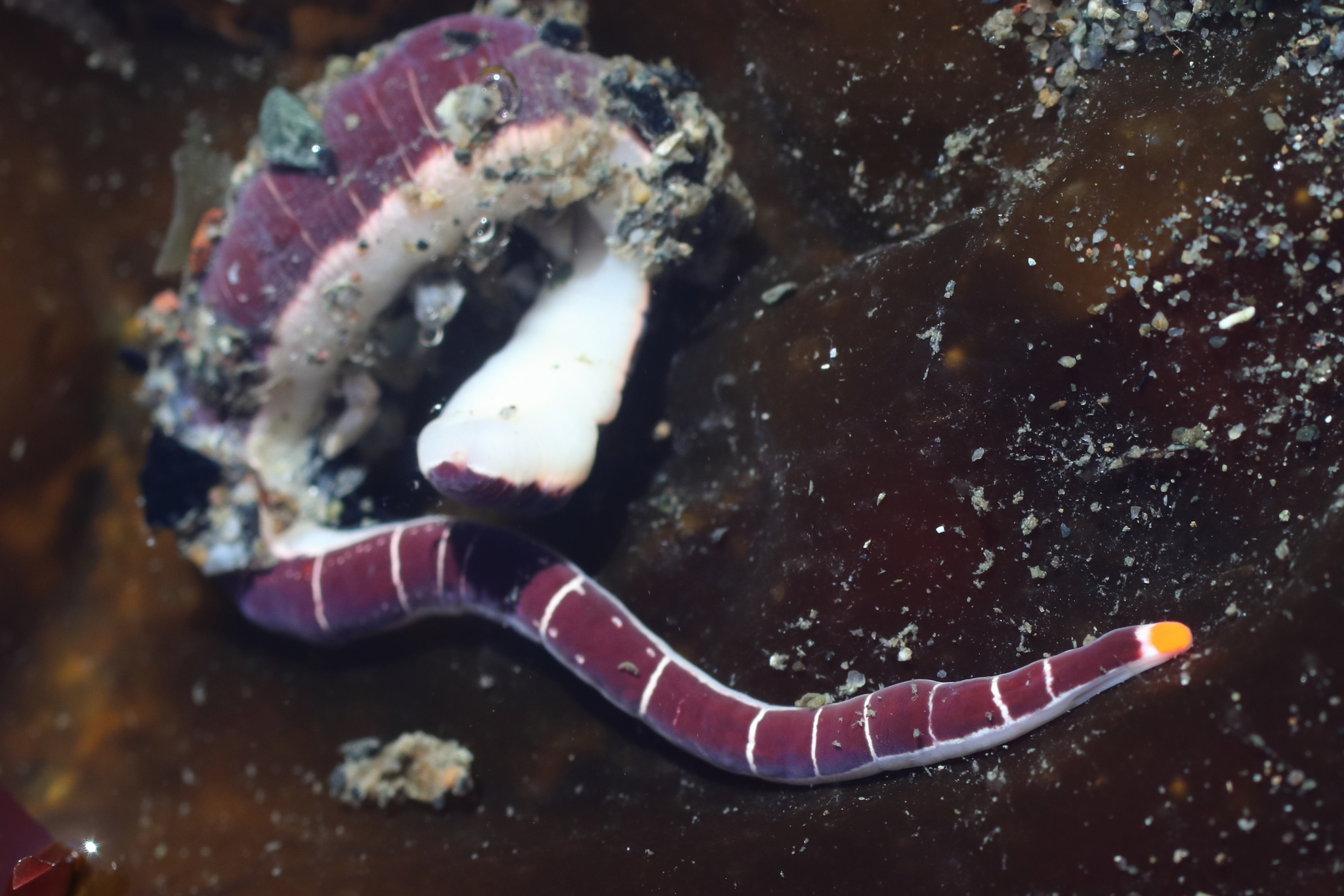 Lineidae