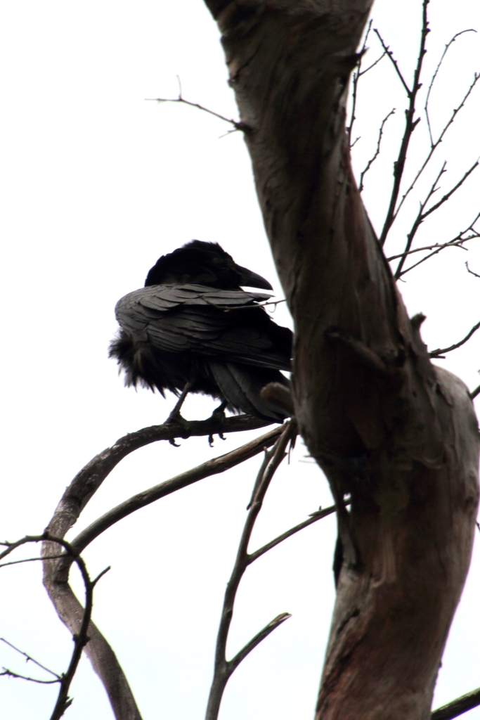 Common Raven from Los Angeles, CA, USA on May 21, 2022 at 02:14 PM by ...