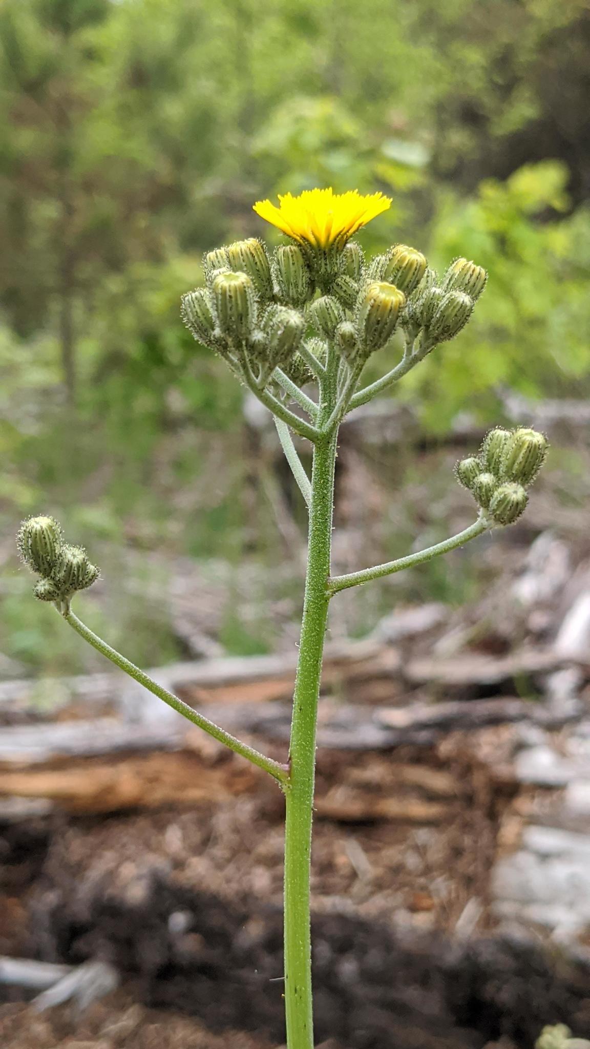 Pilosella piloselloides (Vill.) Soják