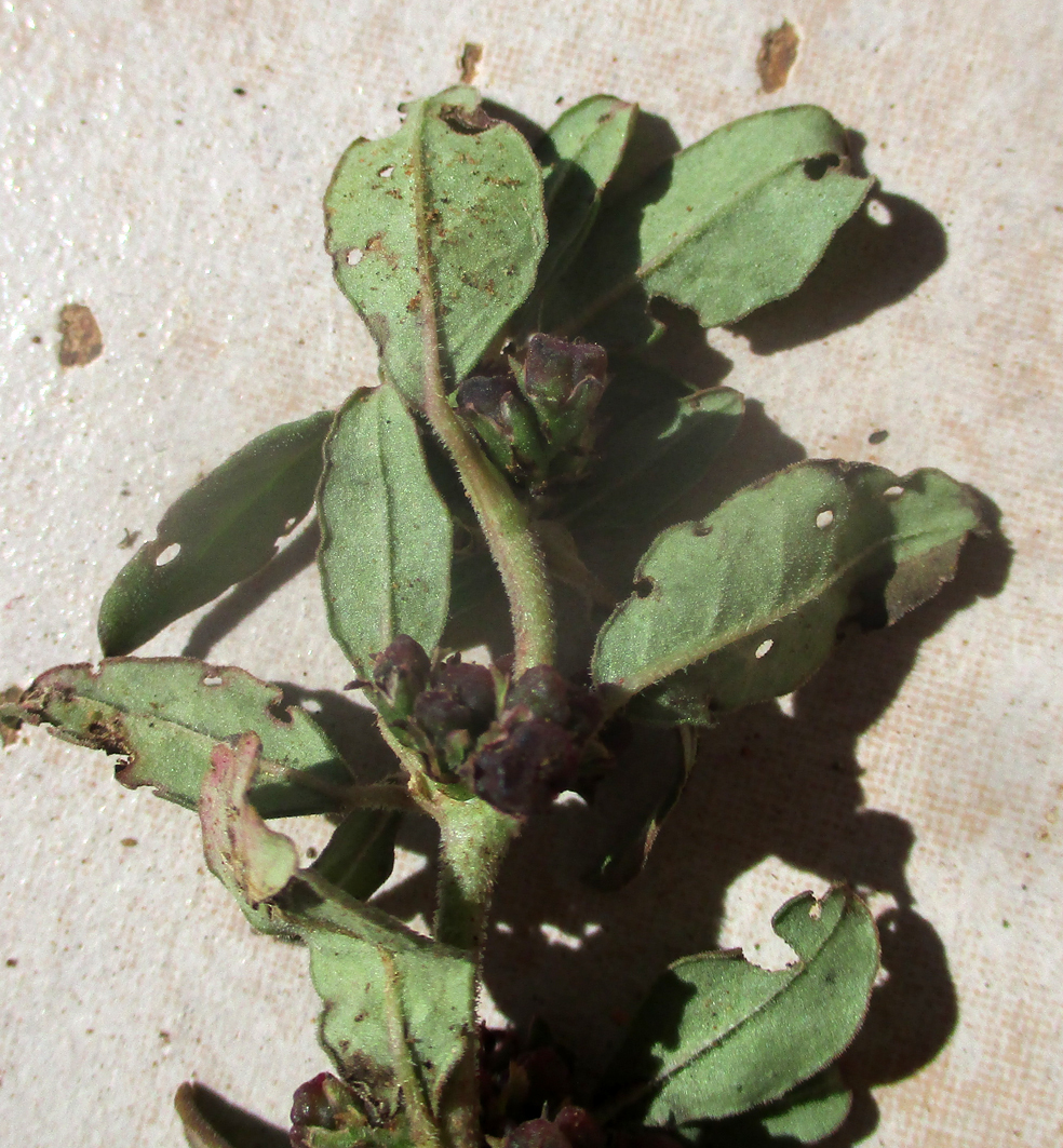Zaleya pentandra (L.) C.Jeffrey