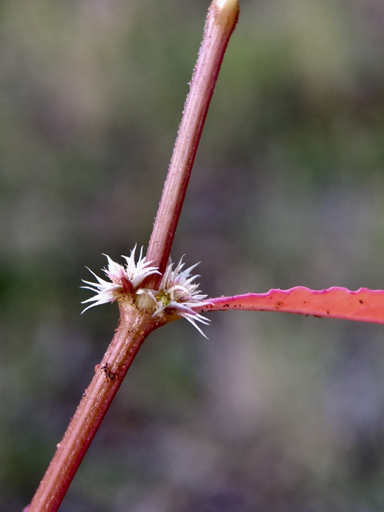 Lesser Joyweed from Indi Ave, Red Cliffs, VIC, AU on May 29, 2022 at 02 ...