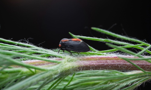Machaerotypus mali · iNaturalist