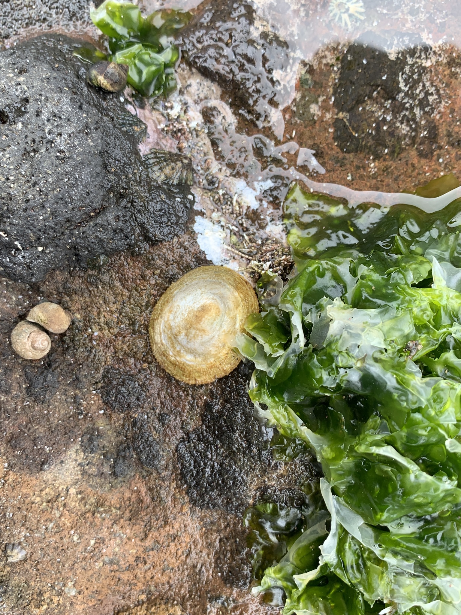 Lottia limatula (Carpenter, 1864)