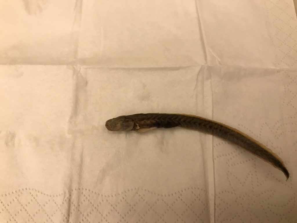 Bearded Wormgoby (Taenioides cirratus) - Marine Life Identification