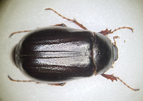 Phyllophaga fusca · iNaturalist