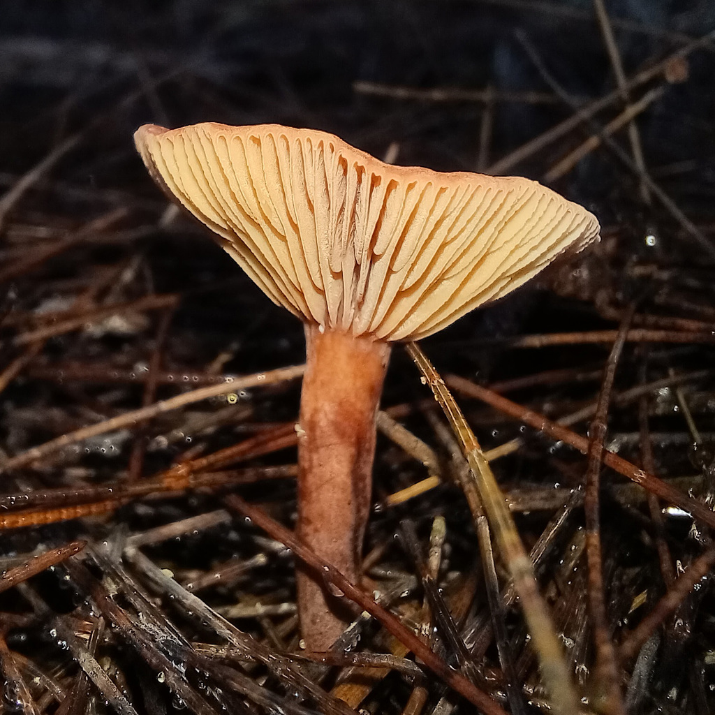 Common Milkcaps from Sydney NSW, Australia on May 29, 2022 at 11:23 AM ...