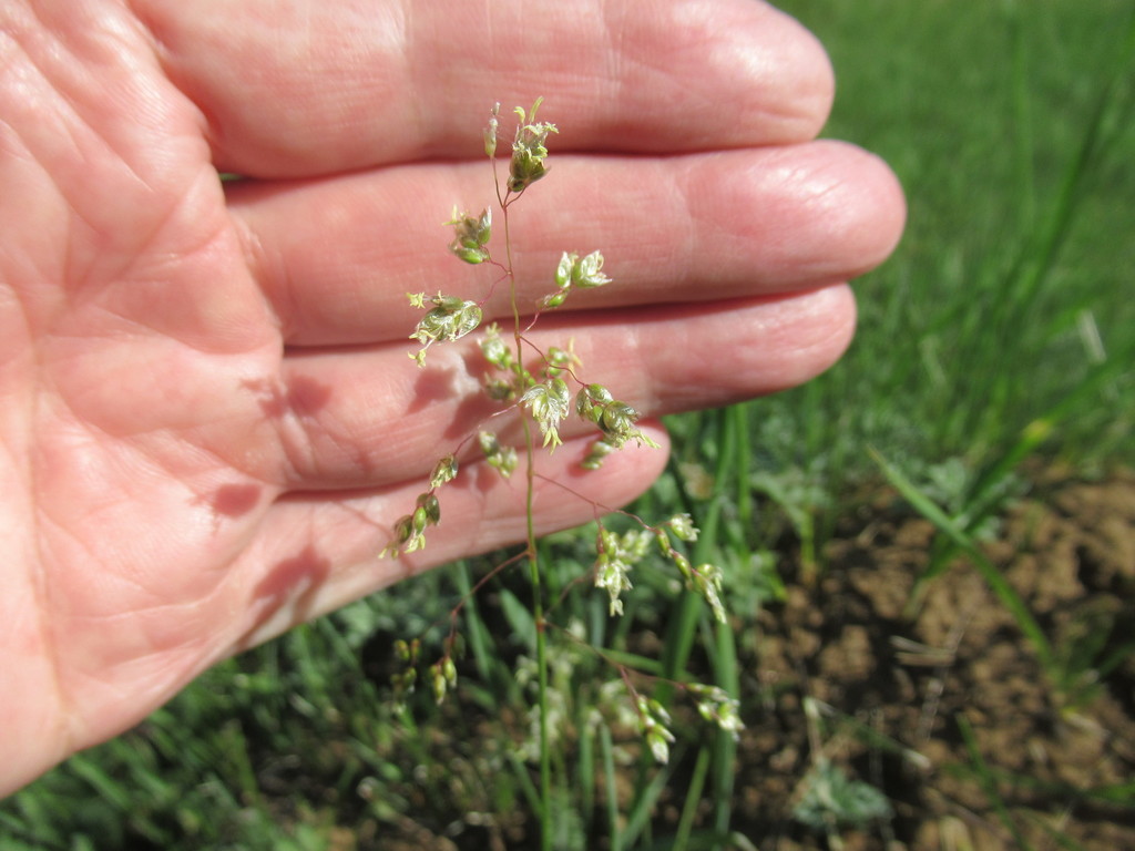 northern sweetgrass from Усольский р-н, Иркутская обл., Россия on May ...