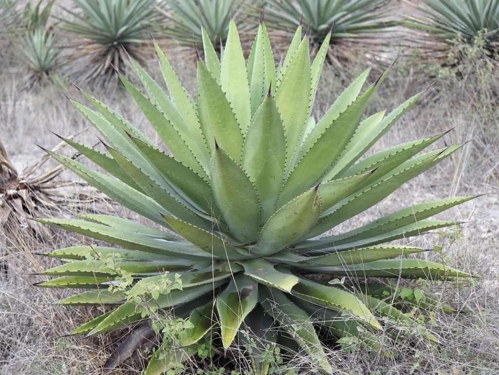 Agave lyobaa from Miahuatlán de Porfirio Díaz, Oax., México on May 28 ...