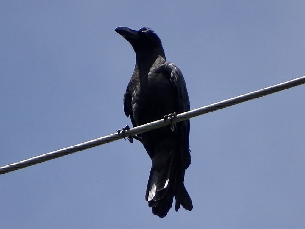Large-billed Crow from Ma On Shan Country Park, Lion Rock, New ...