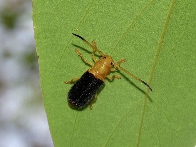 Bacchisa basalis from Ma On Shan Country Park, Lion Rock, New ...