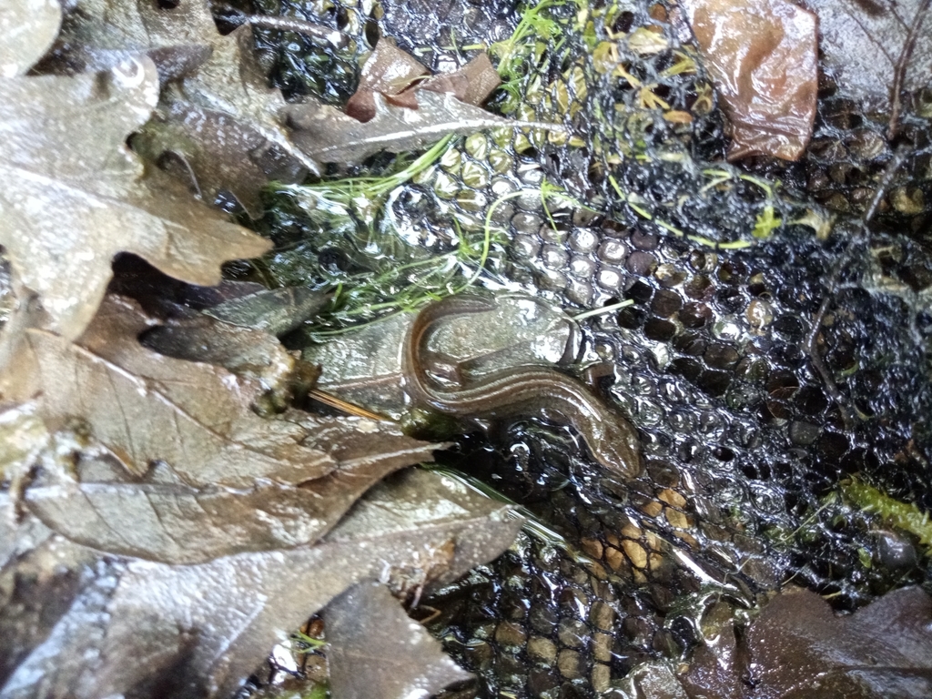 Southern Smooth Newt in May 2022 by Giacomo Bruni · iNaturalist