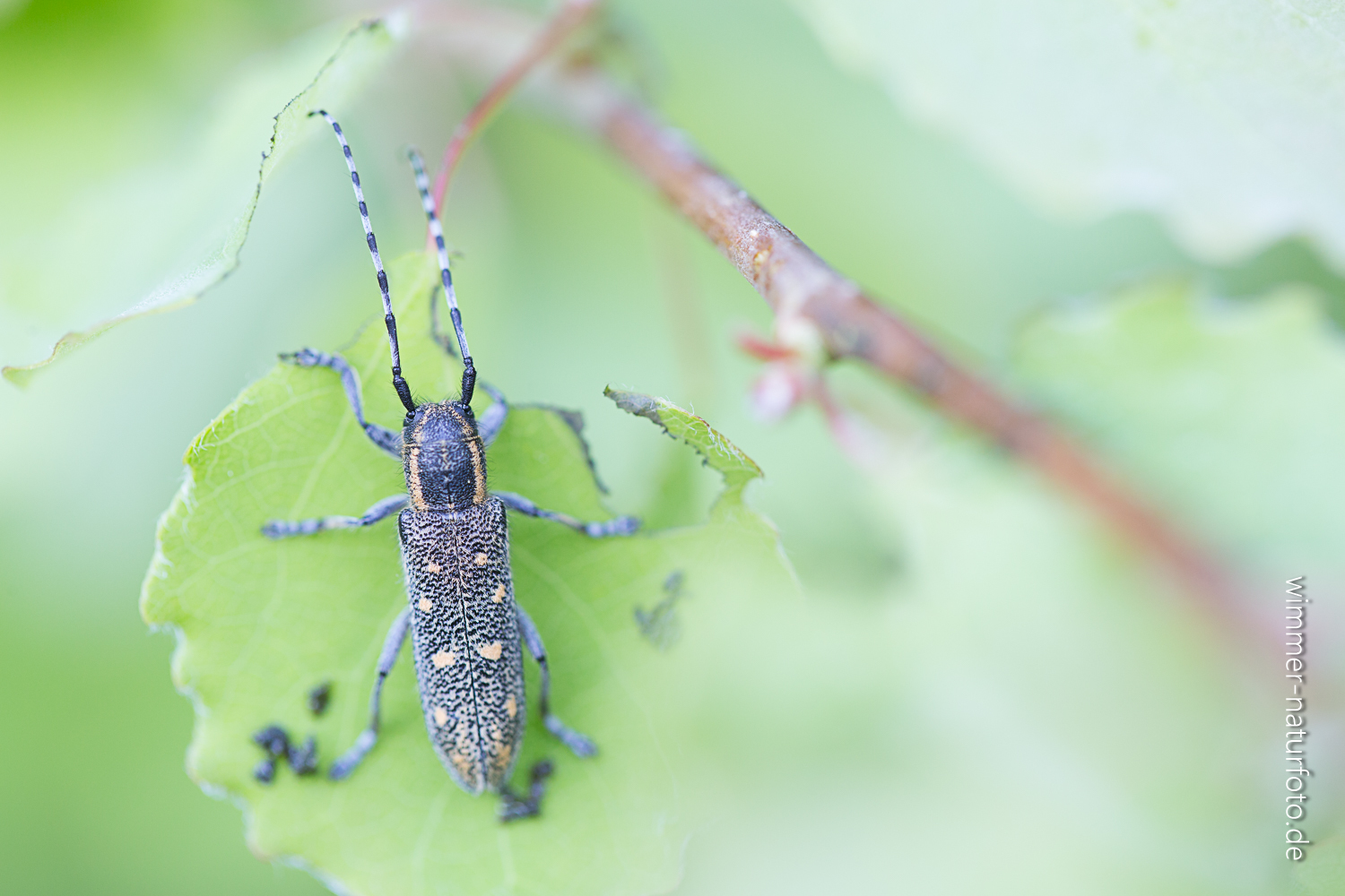 Saperda populnea (Linnaeus, 1758)