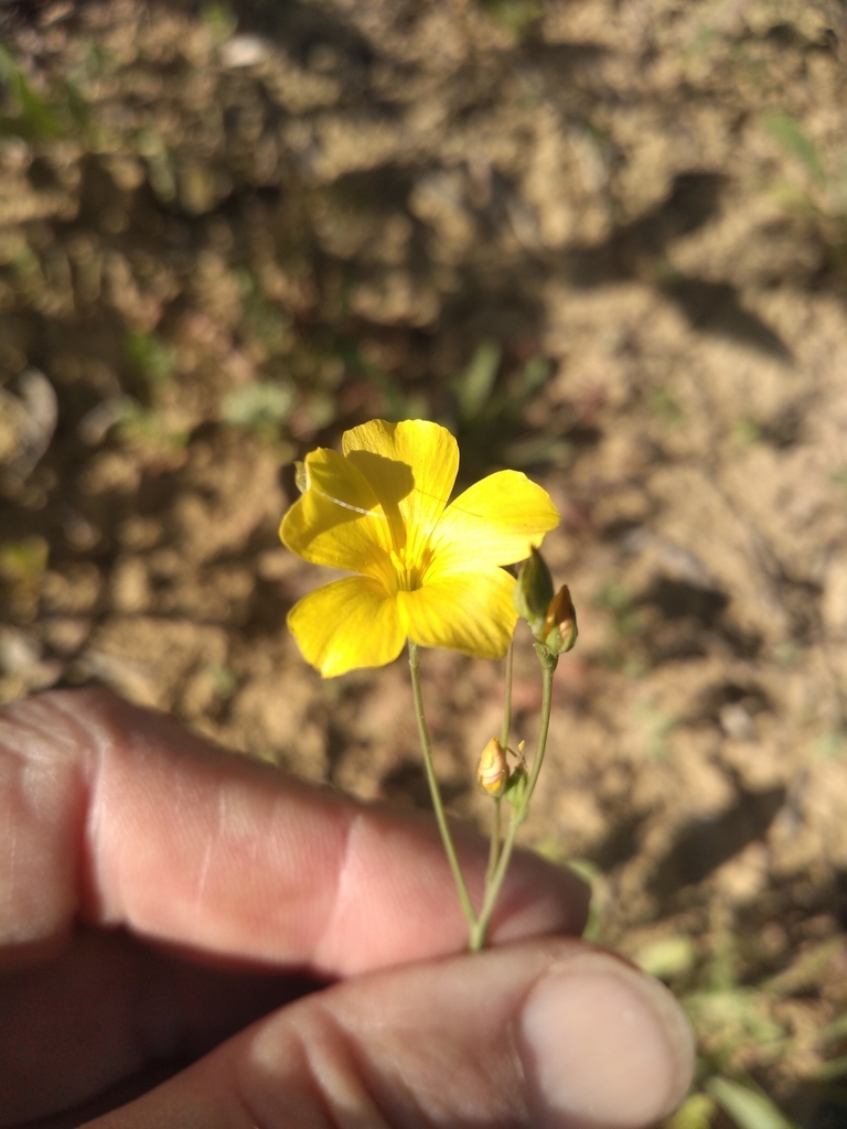 Linum tenue from 41909 Salteras, Seville, Spain on May 28, 2022 at 09: ...