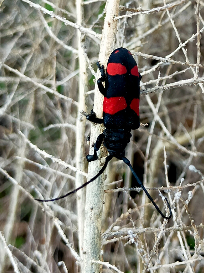 Pea Longhorn Beetle from Cape Town, South Africa on May 23, 2022 at 12: ...