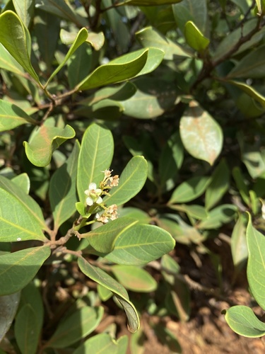 Guioa glauca · iNaturalist United Kingdom