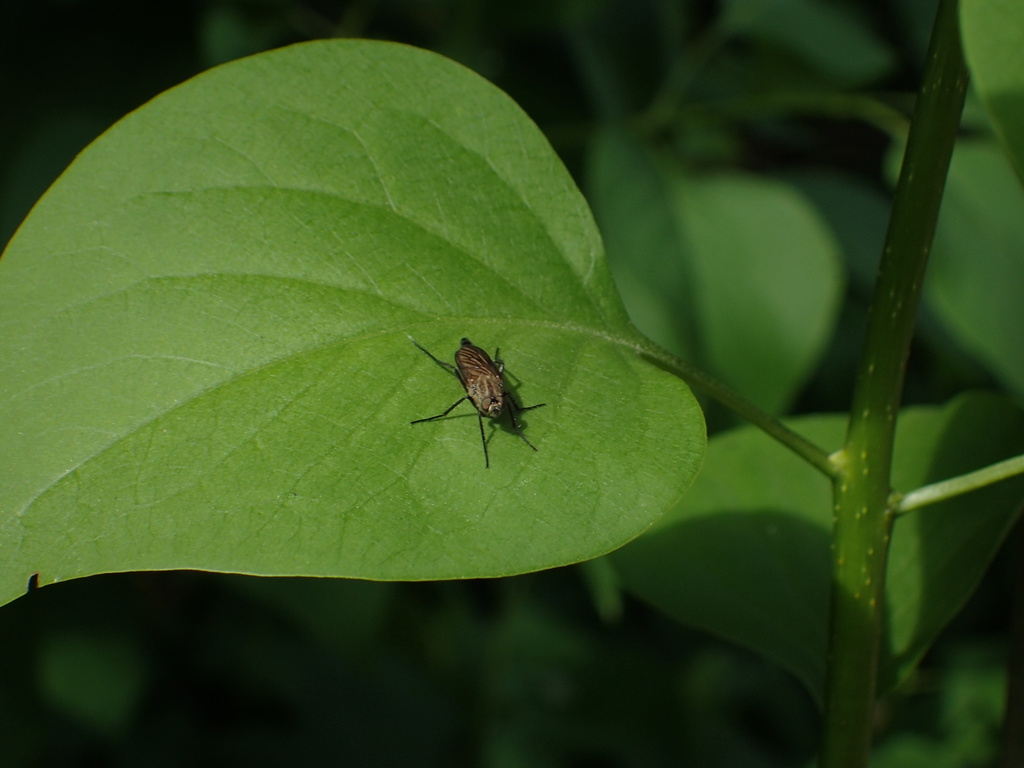 Thereva rustica from Poznański, Polska on May 29, 2022 at 09:14 AM by ...