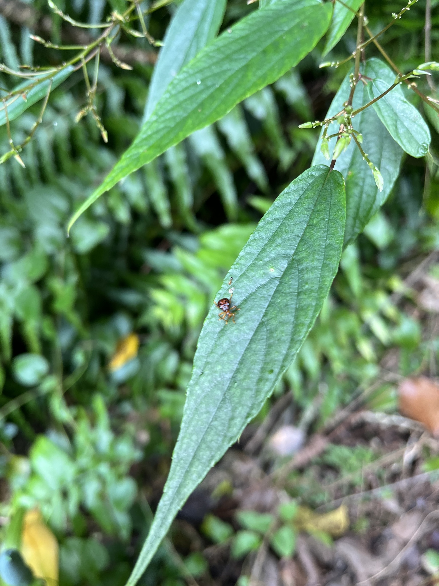 Agomadaranus pardaloides (Voss, 1924)