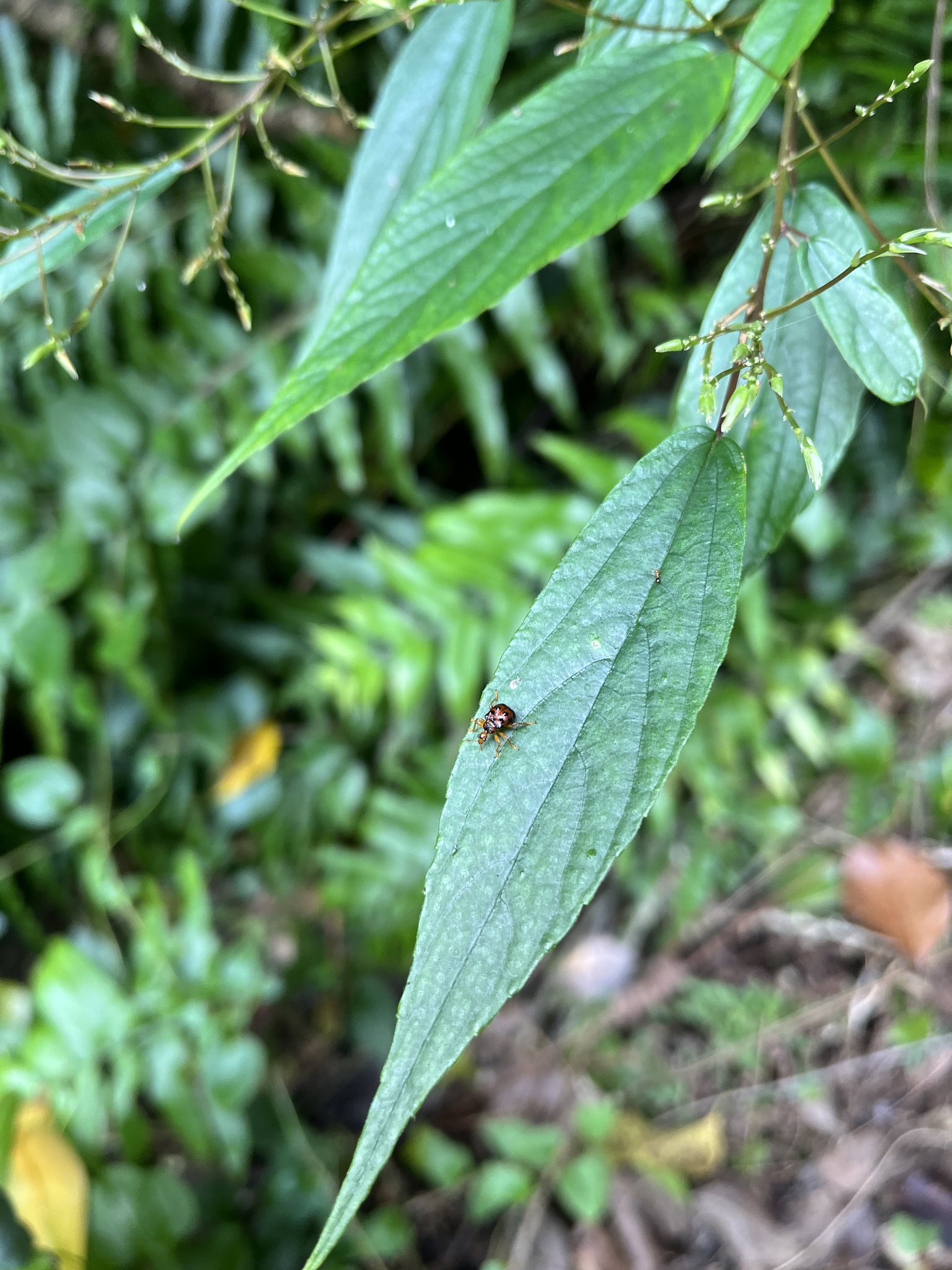 Agomadaranus pardaloides (Voss, 1924)