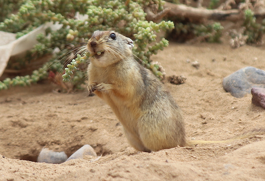 Fat Sand Rat (Psammomys obesus) - Know Your Mammals