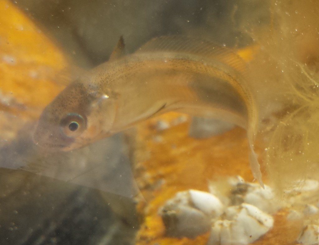 White Hake (Urophycis tenuis) - Marine Life Identification