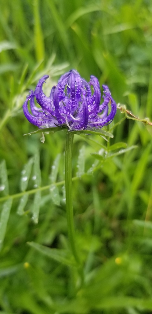 Round-headed Rampion from 32043 Mortisa, Province of Belluno, Italy on ...