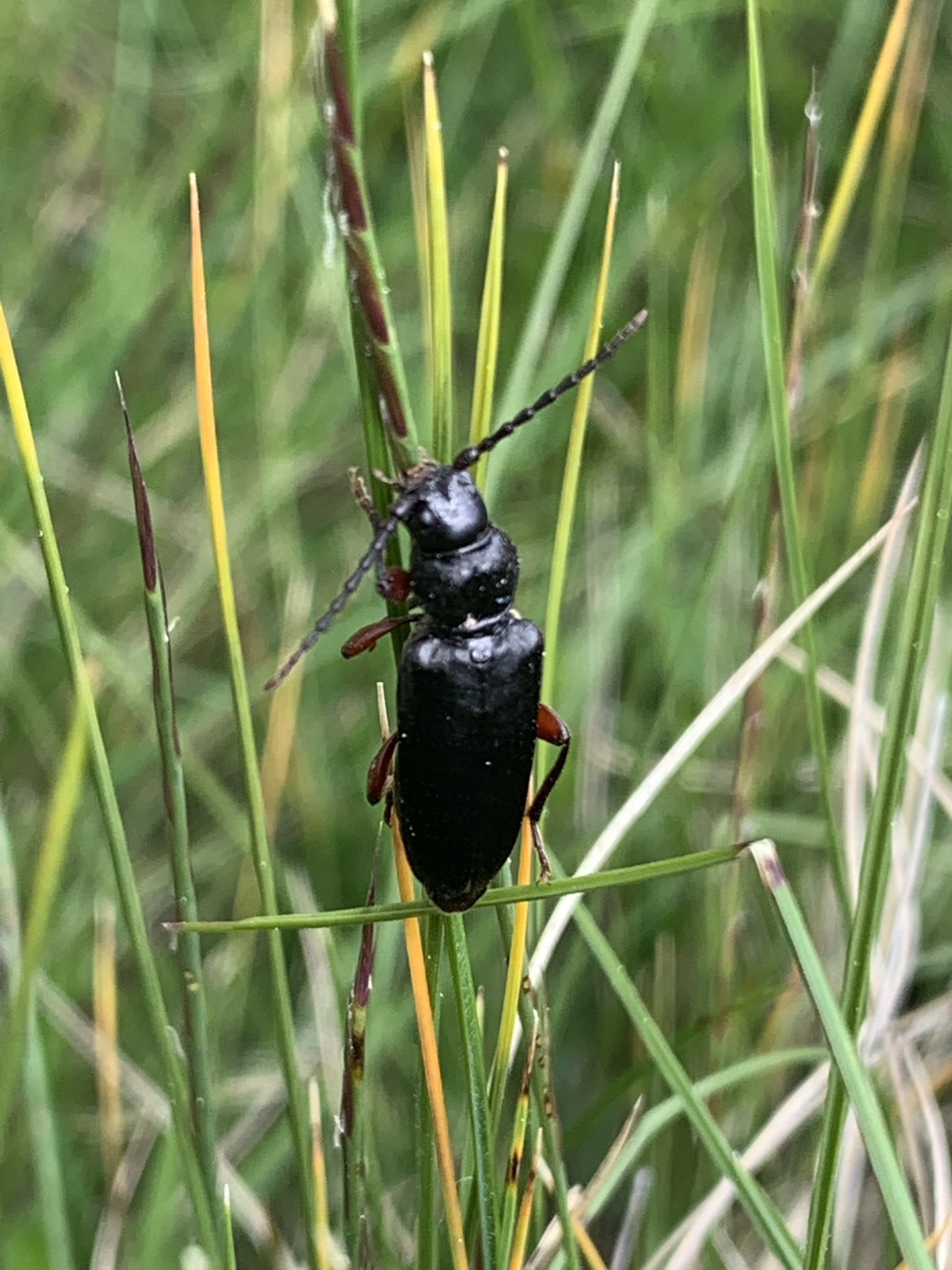 Tetropium castaneum (Linnaeus, 1758)