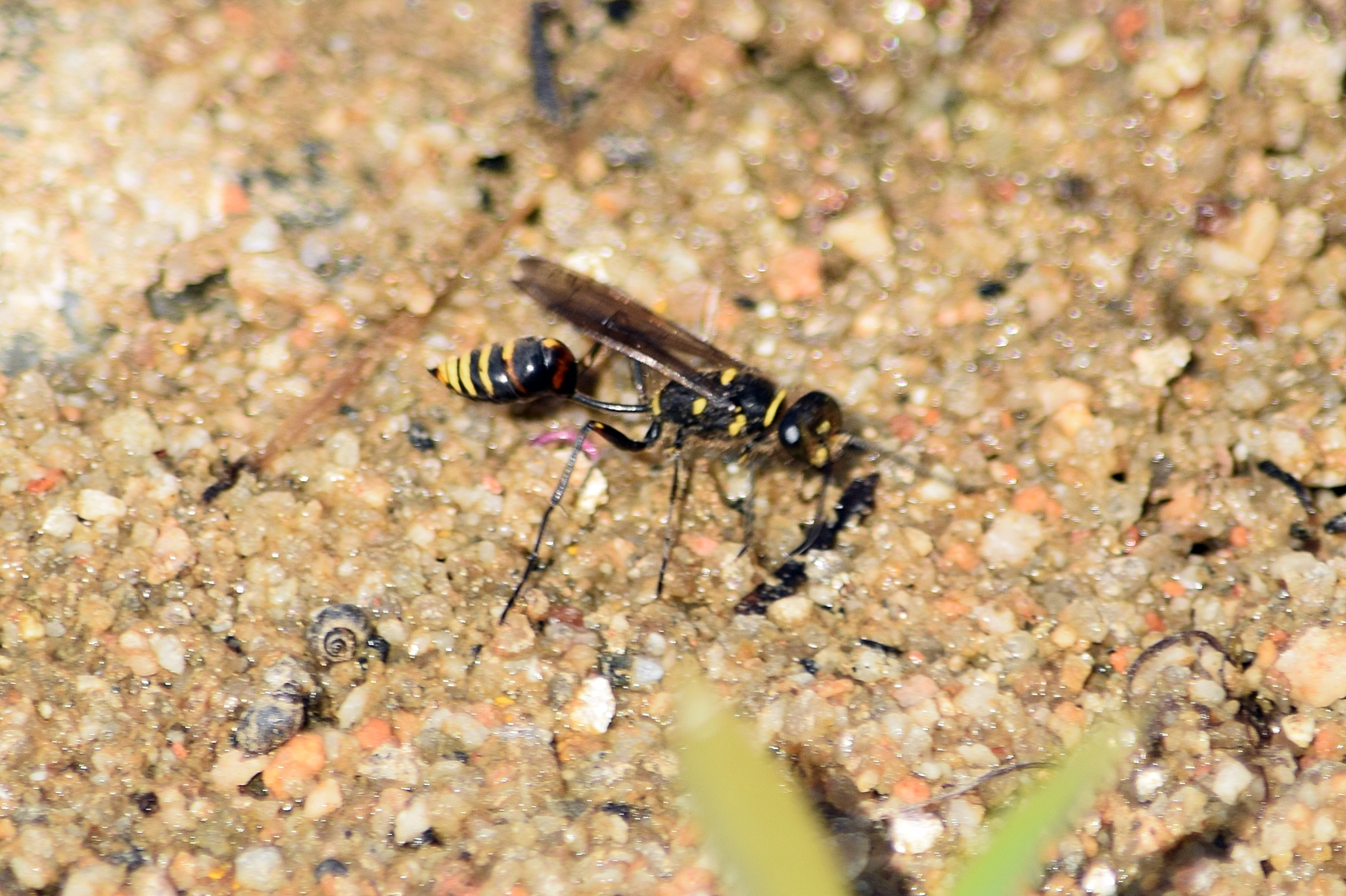 Sceliphron deforme (F.Smith, 1856)