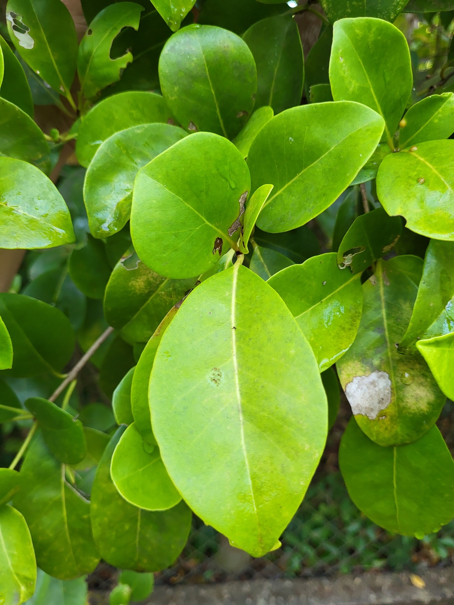 Guapira fragrans (Dum.Cours.) Little