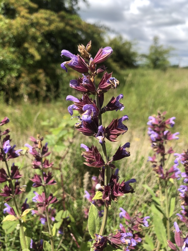garden sage from Bingham, Nottingham, England, GB on May 29, 2022 at 11 ...